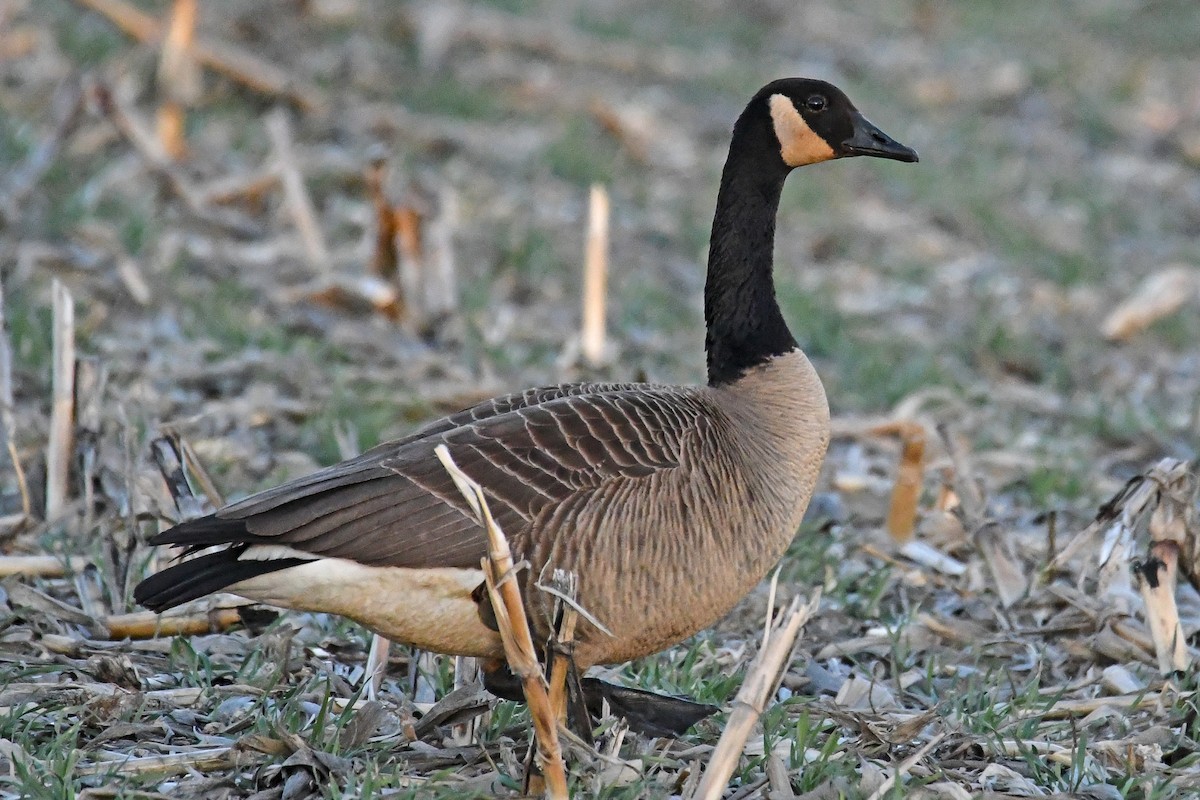 eBird Checklist - 9 Mar 2024 - Cone Marsh WMA - 34 species