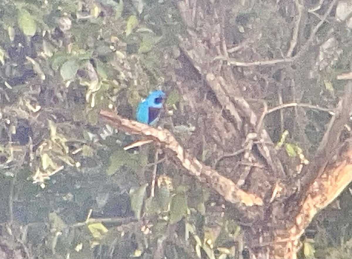 eBird Checklist - 9 Mar 2024 - Mountain Pine Ridge--Slate Creek Lookout ...