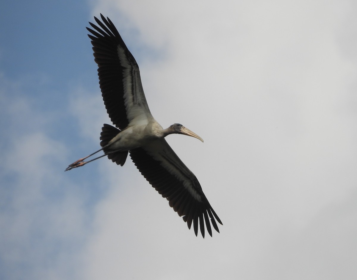 eBird Checklist - 8 Mar 2024 - John C. and Mariana Jones/Hungryland ...