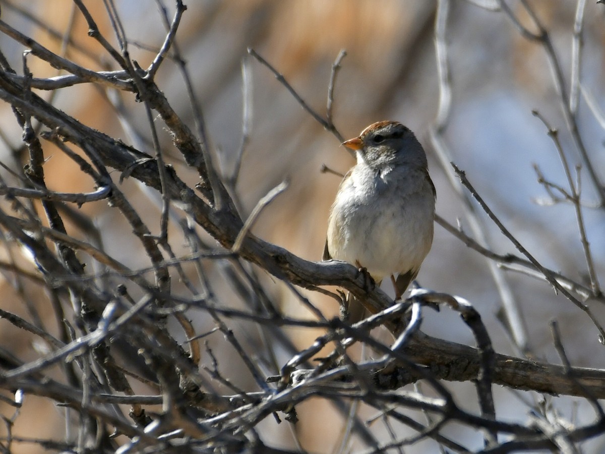 eBird Checklist - 9 Mar 2024 - CSU--Environmental Learning Center - 11 ...