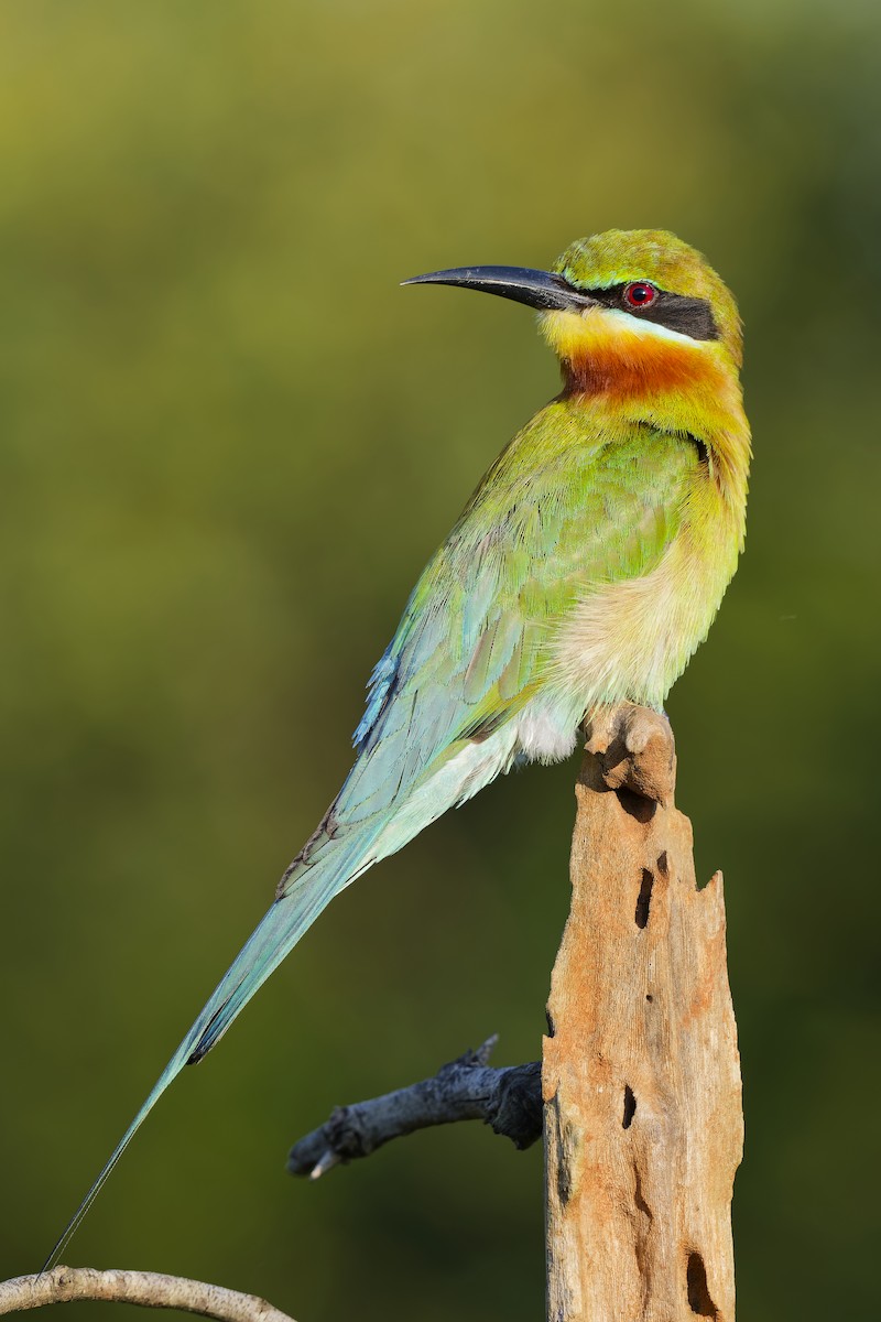 ML615856275 - Blue-tailed Bee-eater - Macaulay Library