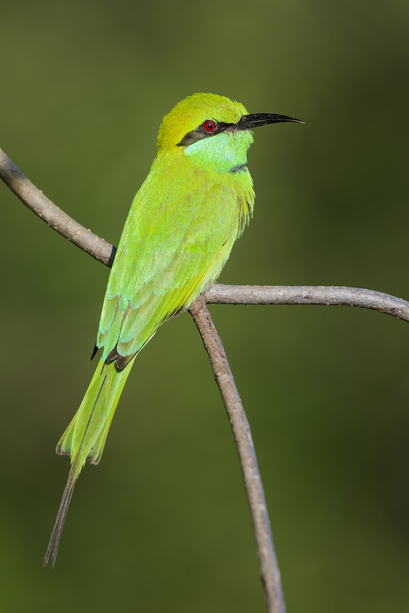 ML615856759 - Asian Green Bee-eater - Macaulay Library