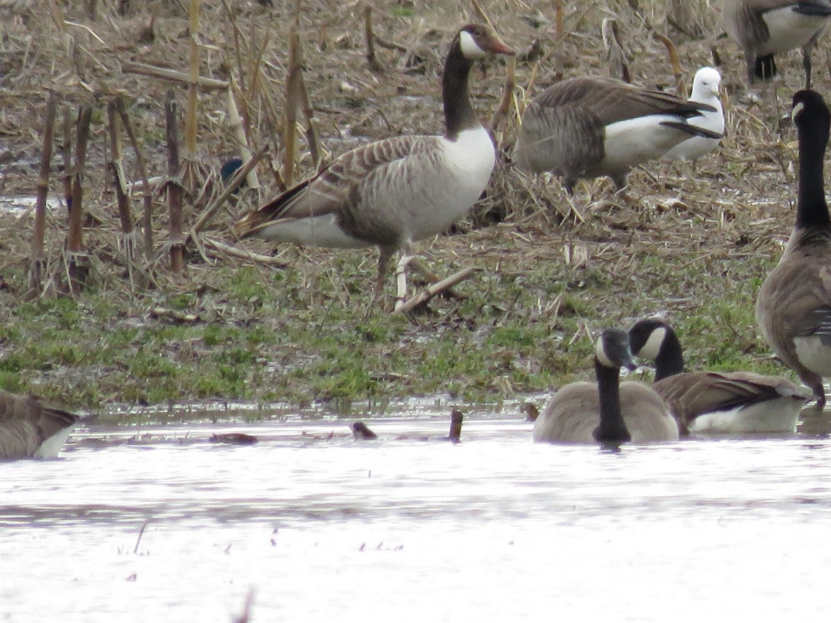 eBird Checklist - 9 Mar 2024 - Flooded Fields s. of Pine Island Rd - 13 species (+1 other taxa)