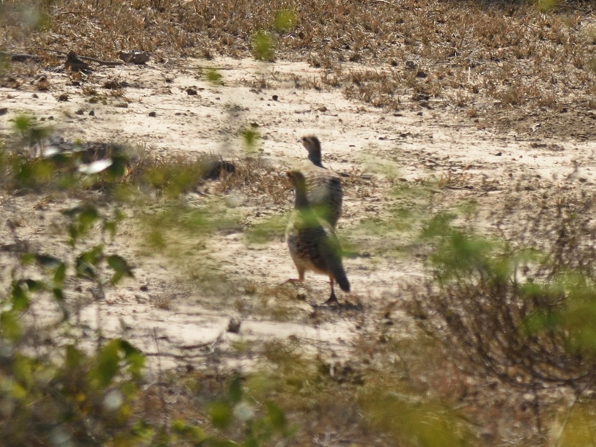 Mass Audubon eBird Checklist - 29 Feb 2024 - Koeladeo National Park ...