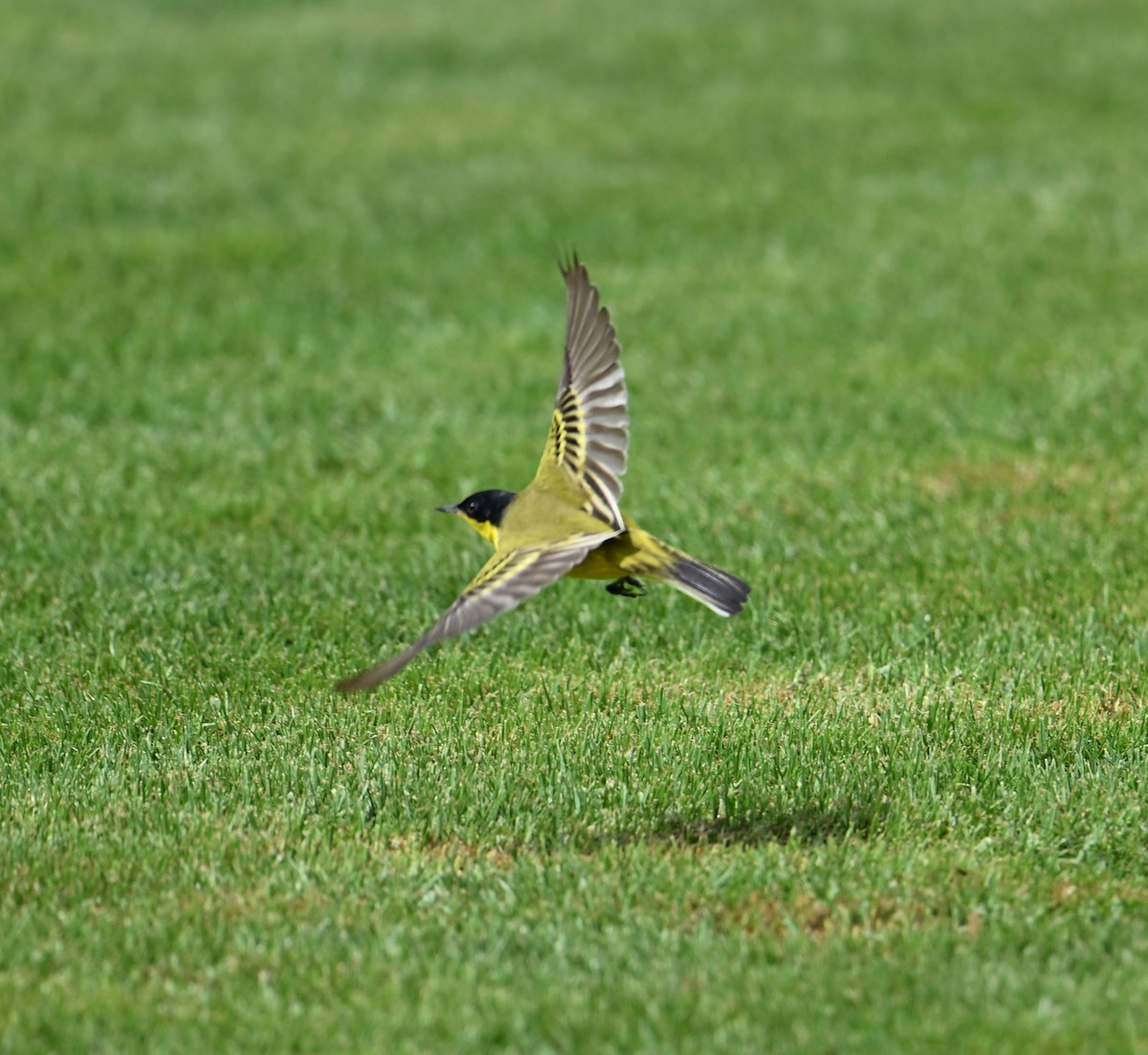 ML615874811 - Western Yellow Wagtail (feldegg) - Macaulay Library