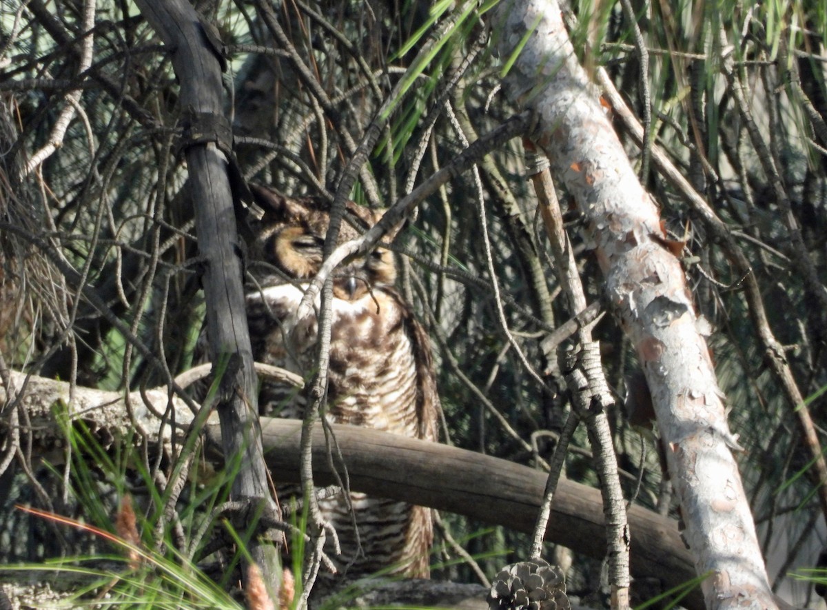 eBird Checklist - 10 Mar 2024 - Frank G. Bonelli RP/Puddingstone ...