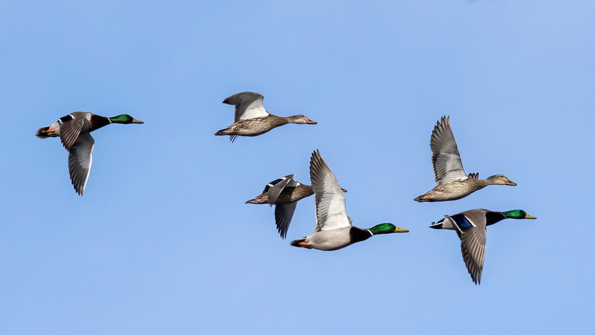 eBird Checklist - 10 Mar 2024 - Spokane Bay Area and Trail - 23 species ...