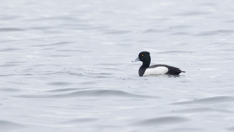 Tufted Duck x scaup sp. (hybrid) - eBird