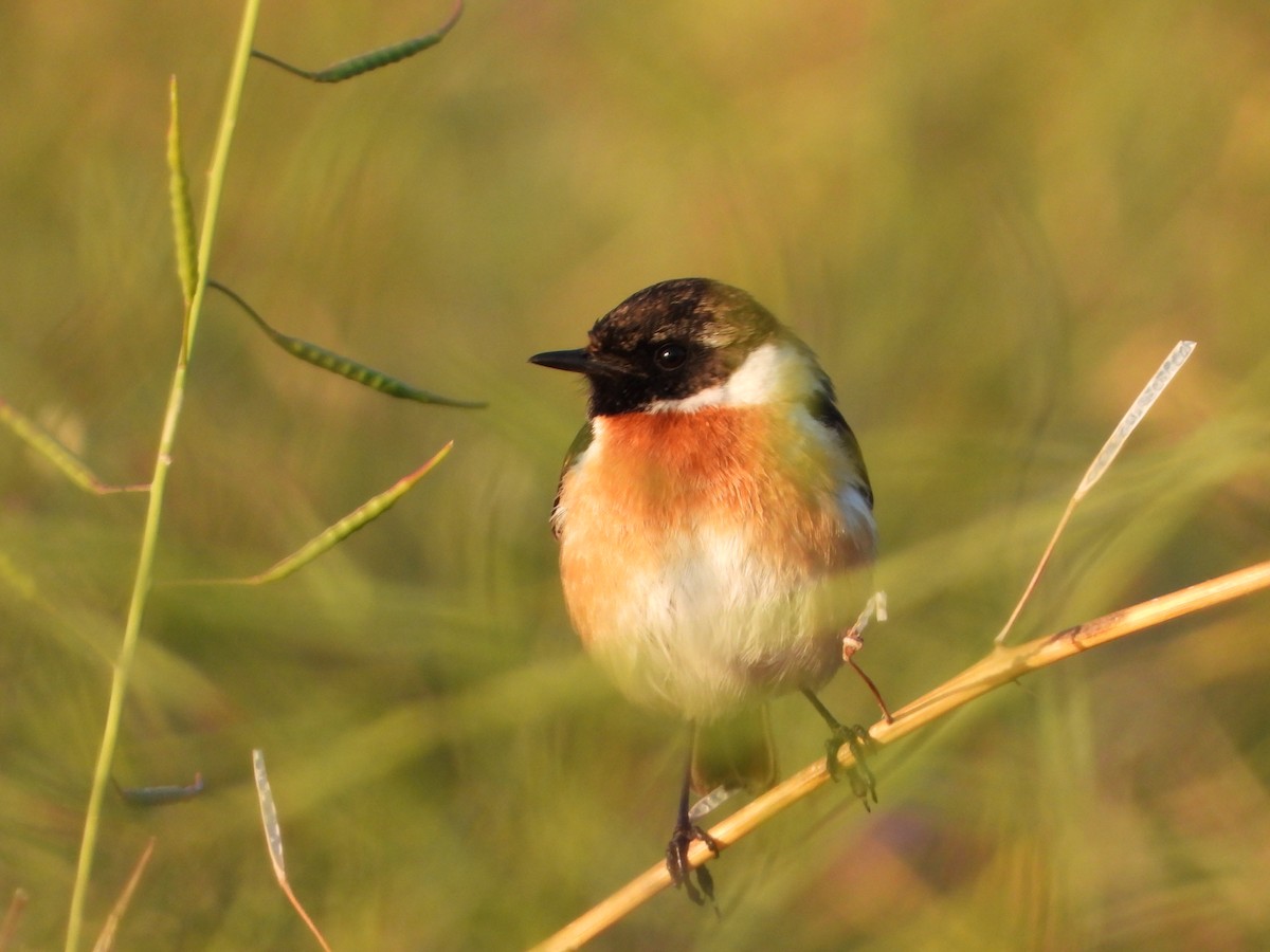 Israel Breeding Bird Atlas Checklist - 11 Mar 2024 - Dresner Park חורשת ...
