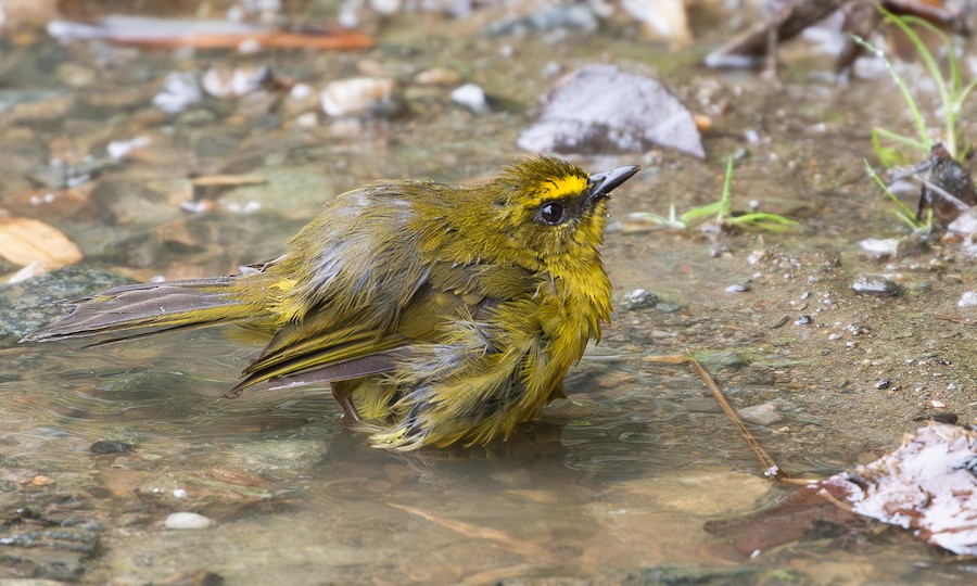 Citrine Warbler (Peruvian) - eBird