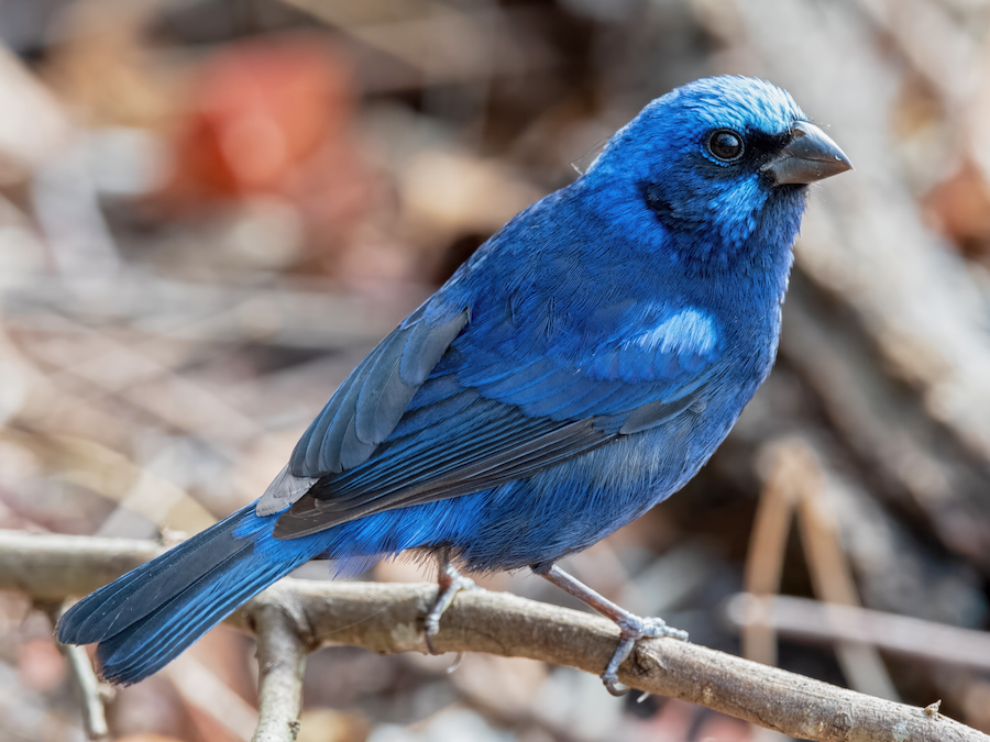 Blue Bunting - eBird