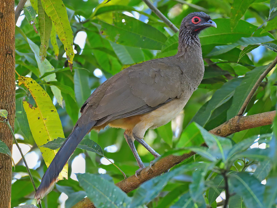 Chachalaca Pálida - eBird