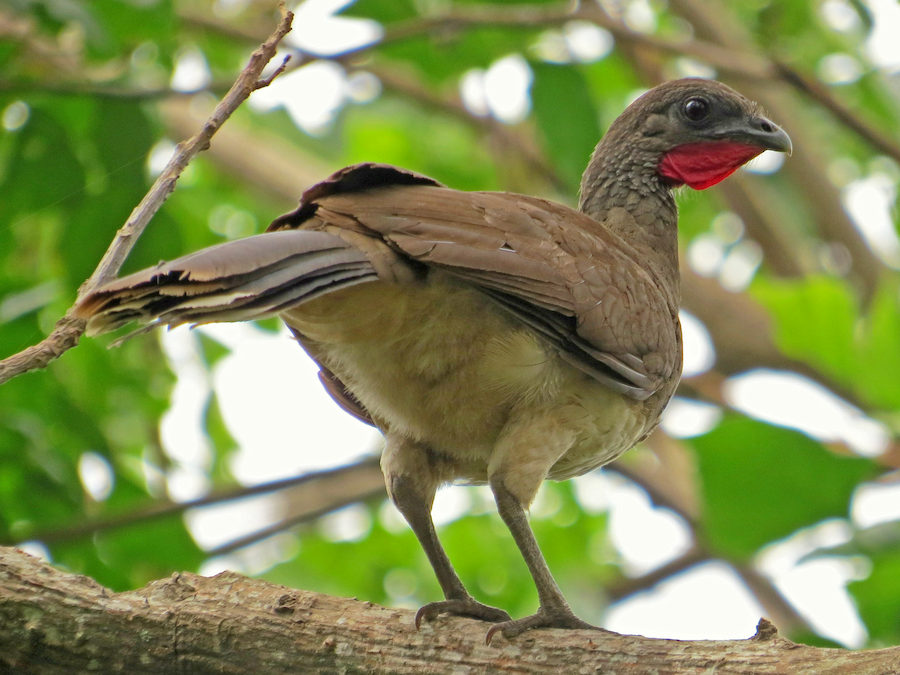 White-bellied Chachalaca - eBird
