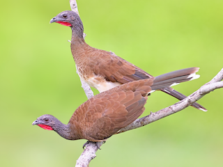 Chachalaca Vientre Blanco - eBird