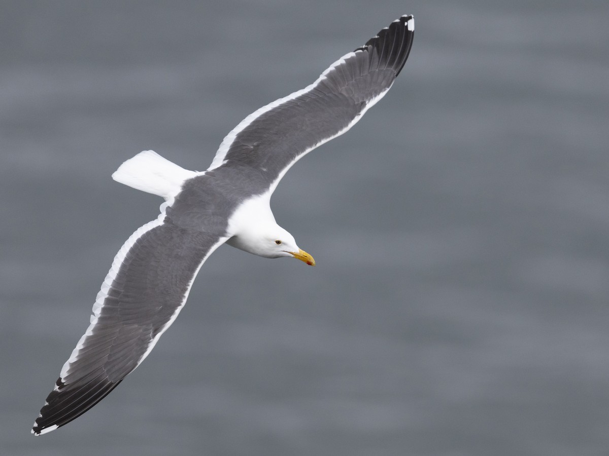 Western Gull - Larus occidentalis - Birds of the World