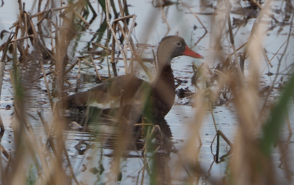 eBird Checklist - 11 Mar 2024 - Altamaha WMA--Butler Island - 21 species