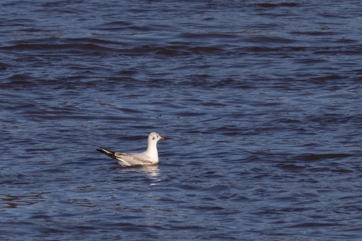 Pennsylvania Bird Atlas Checklist - 11 Mar 2024 - Susquehanna River--Heritage Park Access ...