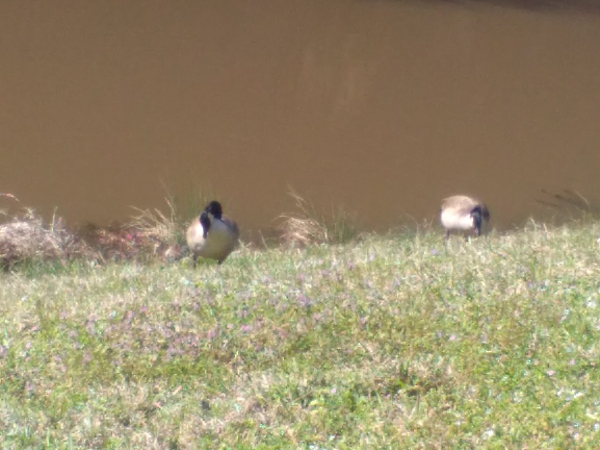 North Carolina Bird Atlas Checklist - 11 Mar 2024 - Grace Park Greenway - 2 species