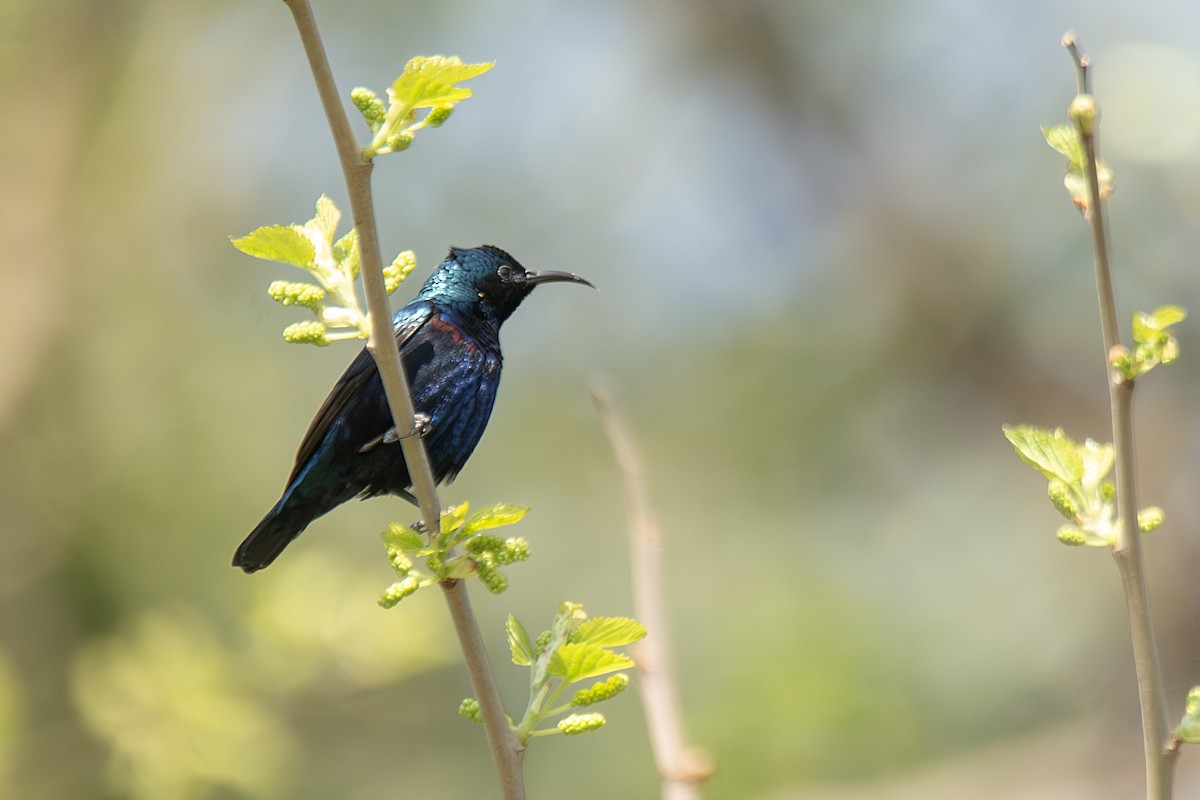 ML615948578 - Purple Sunbird - Macaulay Library