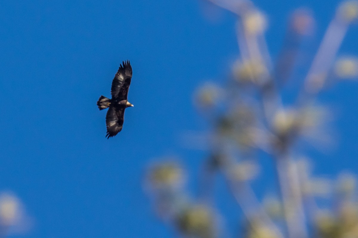 Pennsylvania Bird Atlas Checklist - 11 Mar 2024 - Friendsville NE ...