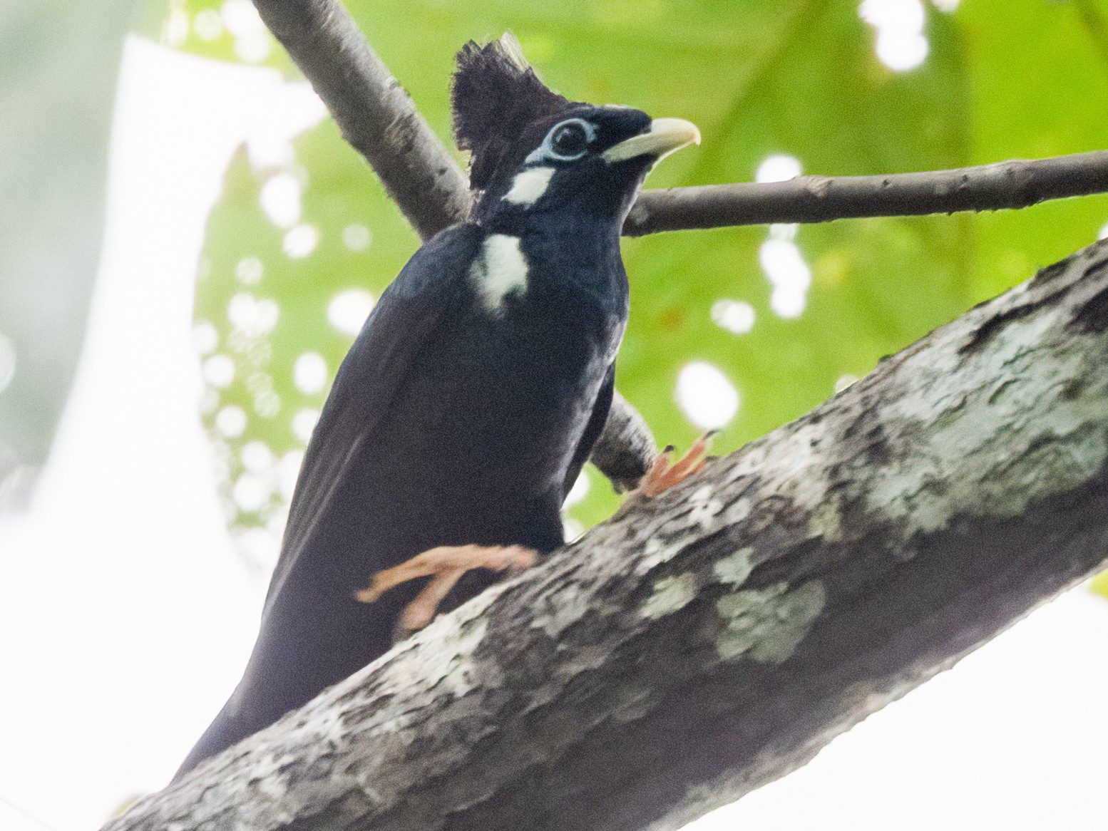 Long-crested Myna - eBird