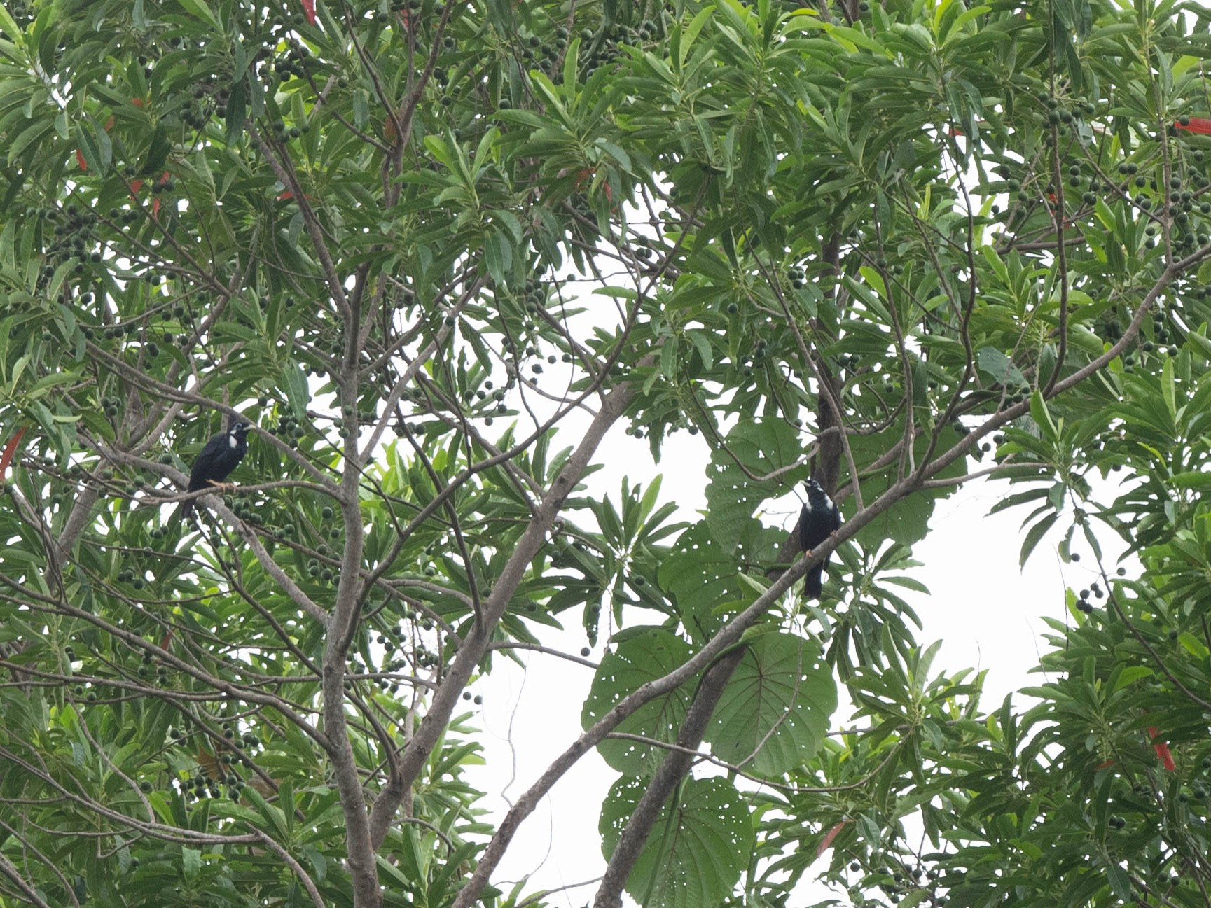 Long-crested Myna - eBird