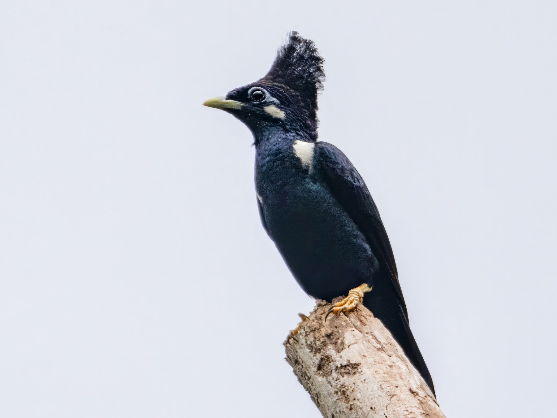 Long-crested Myna - eBird