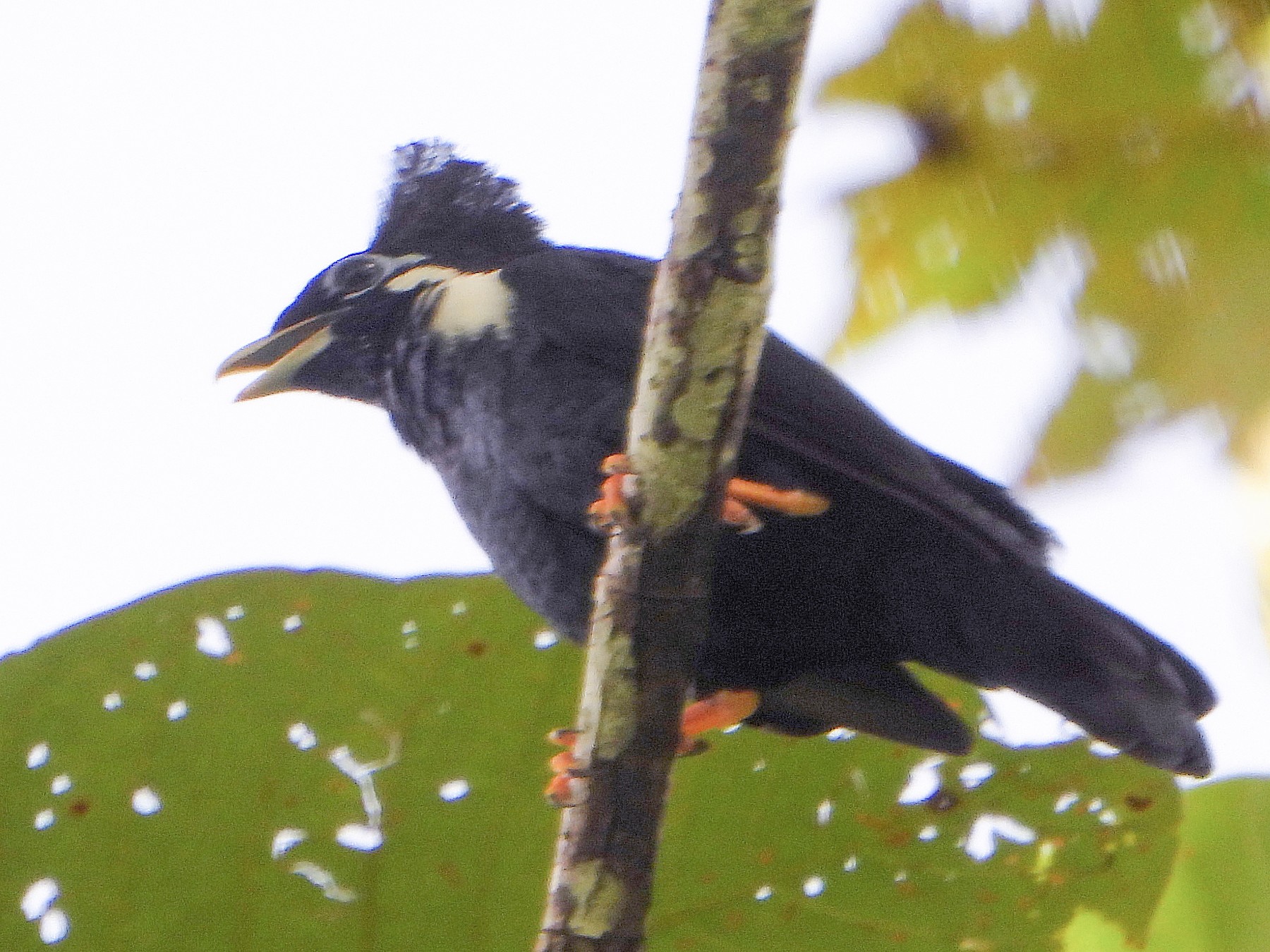 Long-crested Myna - eBird