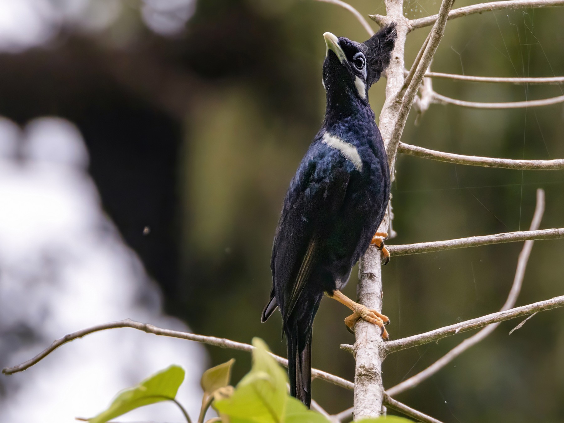 Long-crested Myna - eBird