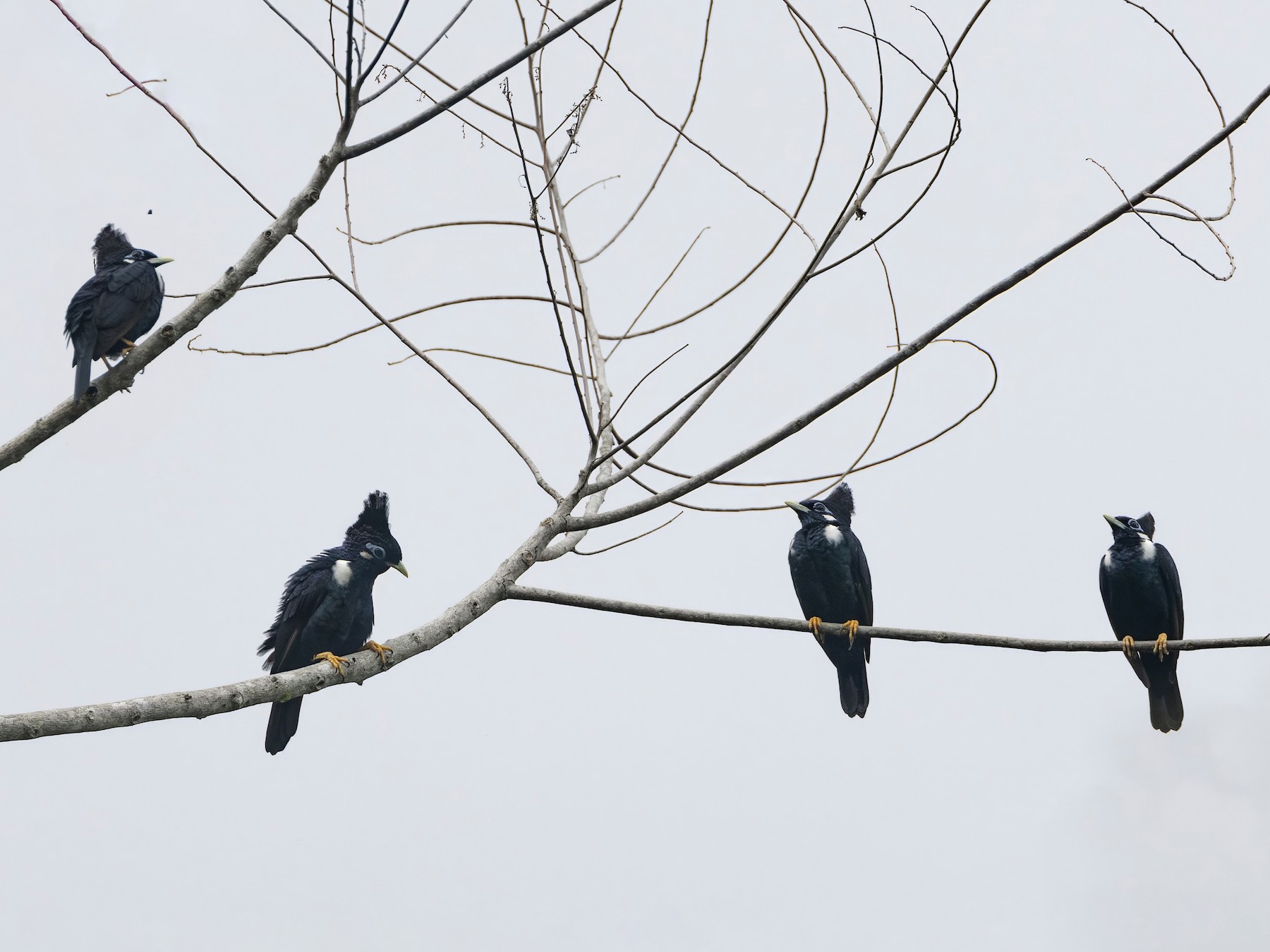 Long-crested Myna - eBird