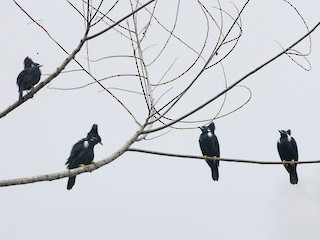 Long-crested Myna - eBird