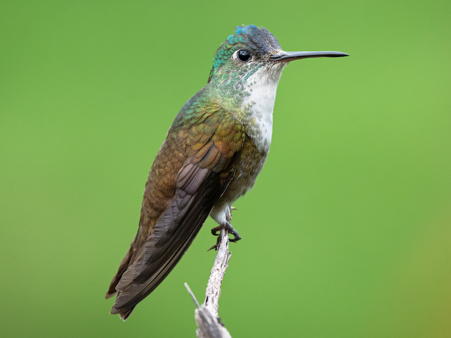 Azure-crowned Hummingbird - eBird