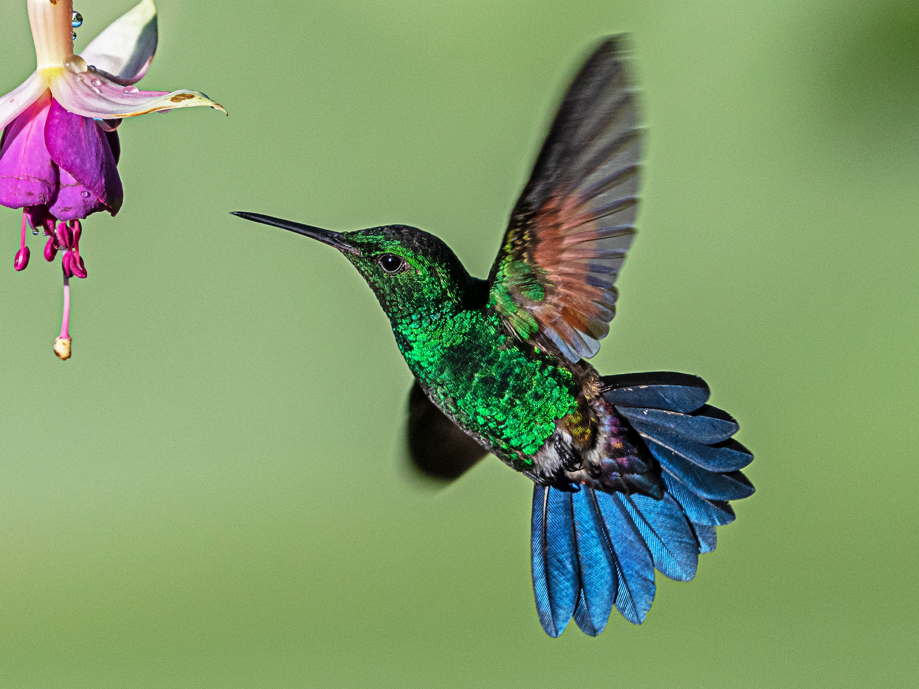 Ariane à queue bleue - eBird