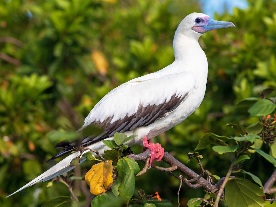 rödfotad sula - eBird
