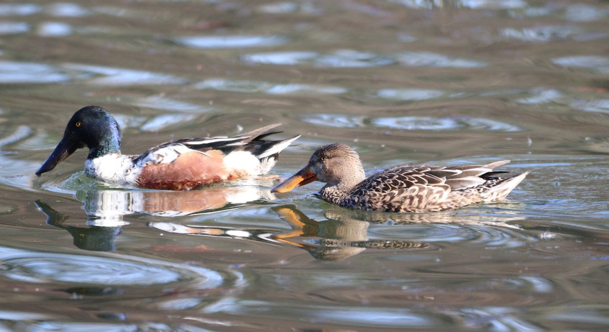 New York Breeding Bird Atlas Checklist - 12 Mar 2024 - Alley Pond Park ...