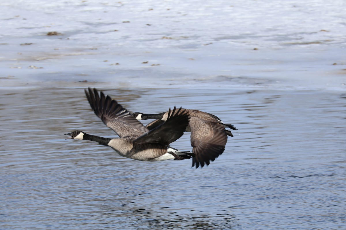 eBird Checklist - 10 Mar 2024 - Calgary--Carburn Park - 17 species