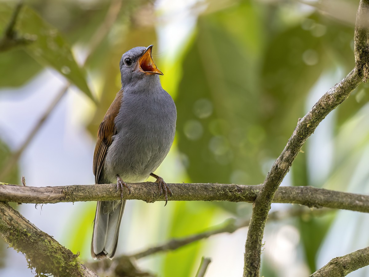 Andean Solitaire - Myadestes ralloides - Birds of the World