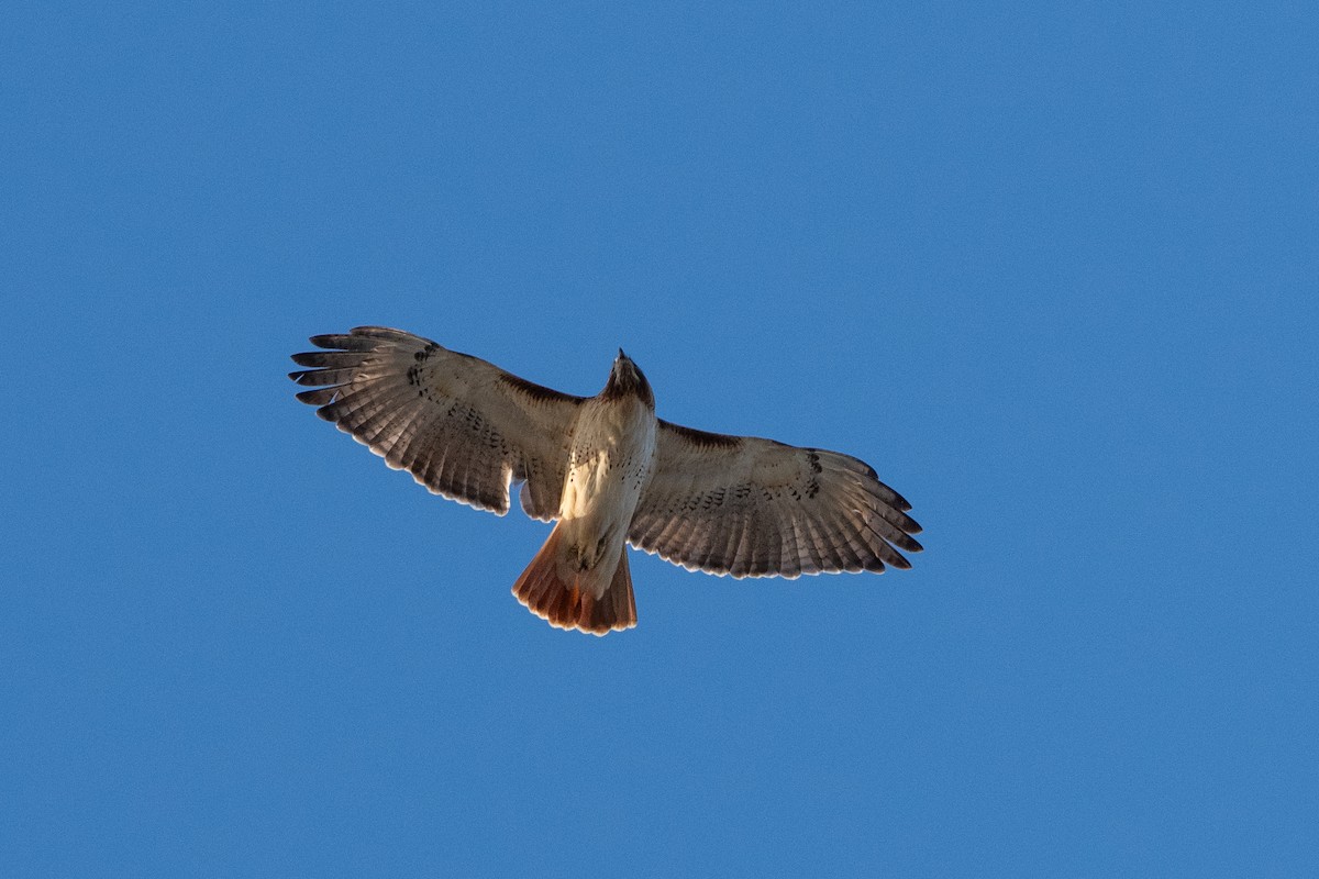 Pennsylvania Bird Atlas Checklist - 12 Mar 2024 - Yellow Creek SP--Camp ...