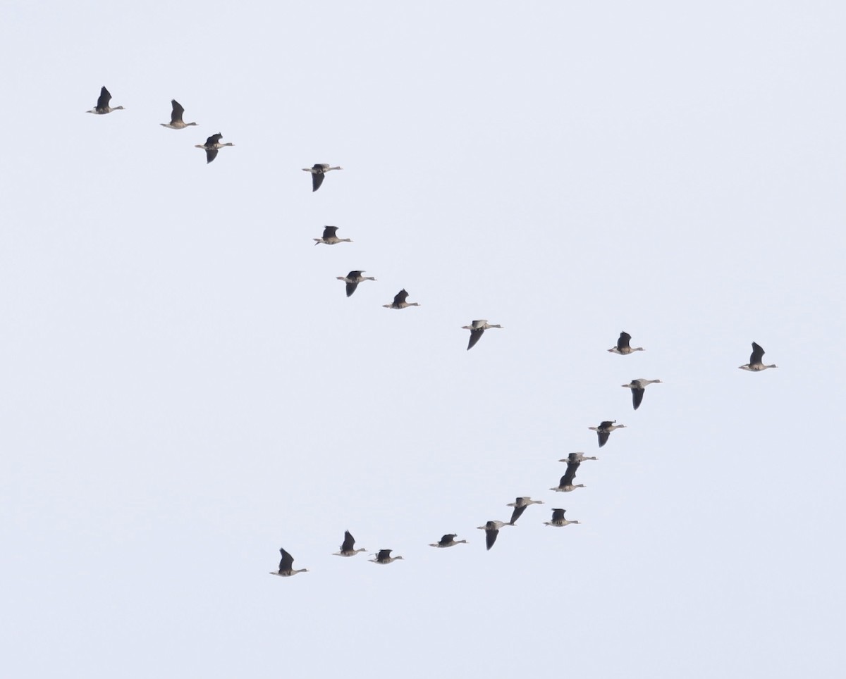 eBird Checklist - 11 Mar 2024 - Holo Crossing (Windygates) hawk watch ...