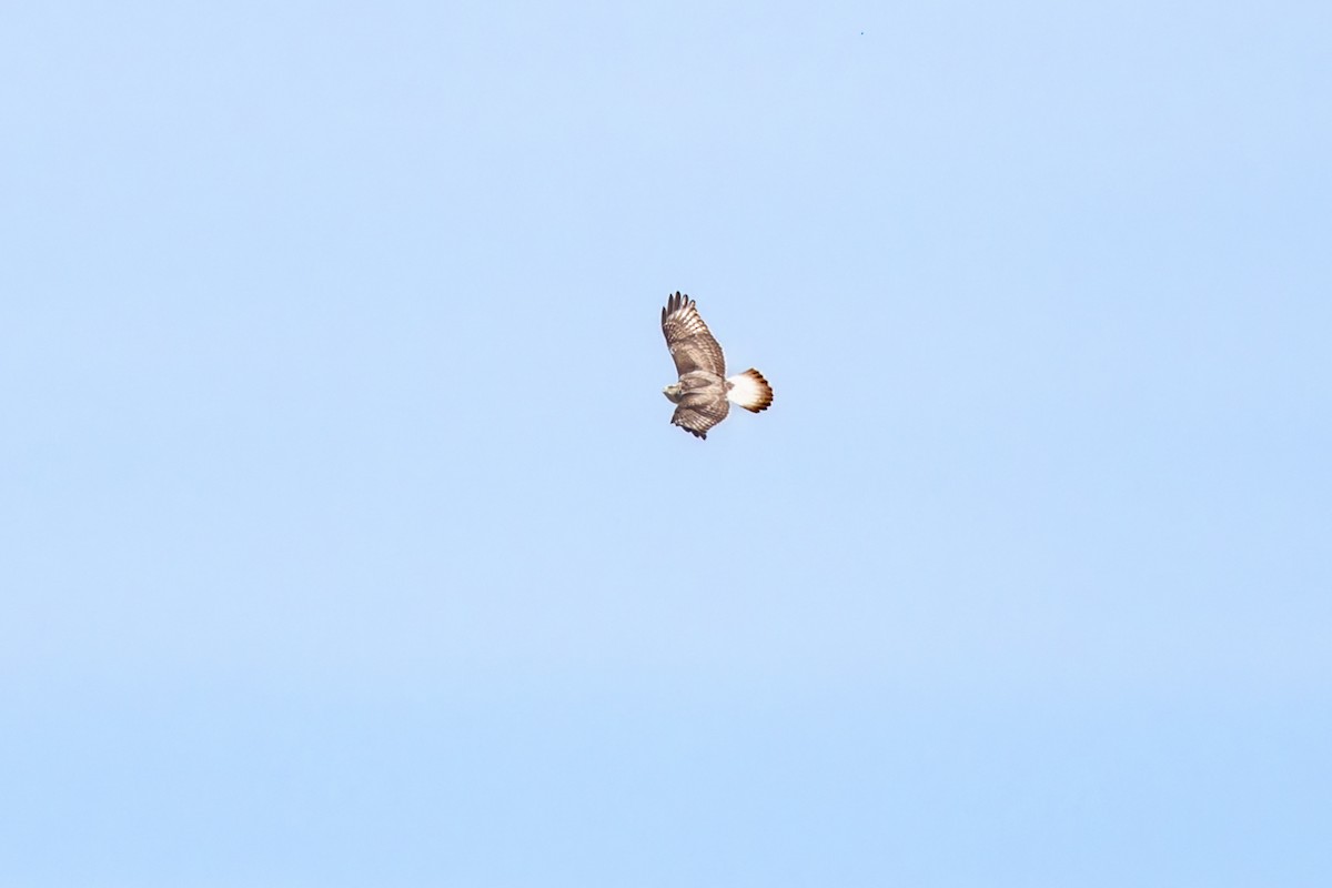 Pennsylvania Bird Atlas Checklist - 12 Mar 2024 - State Game Lands 214 ...