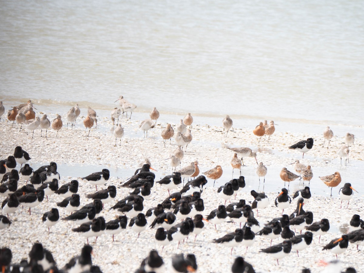eBird Checklist - 13 Mar 2024 - Miranda--Ray's Rest/Taramaire Creek ...