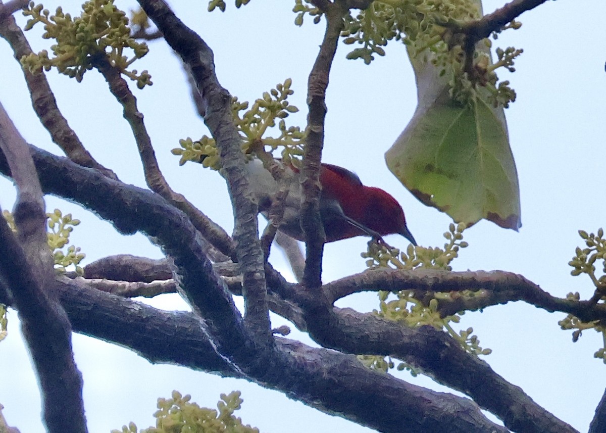 eBird Checklist - 12 Mar 2024 - Manoa Cliffs Trail - 15 species