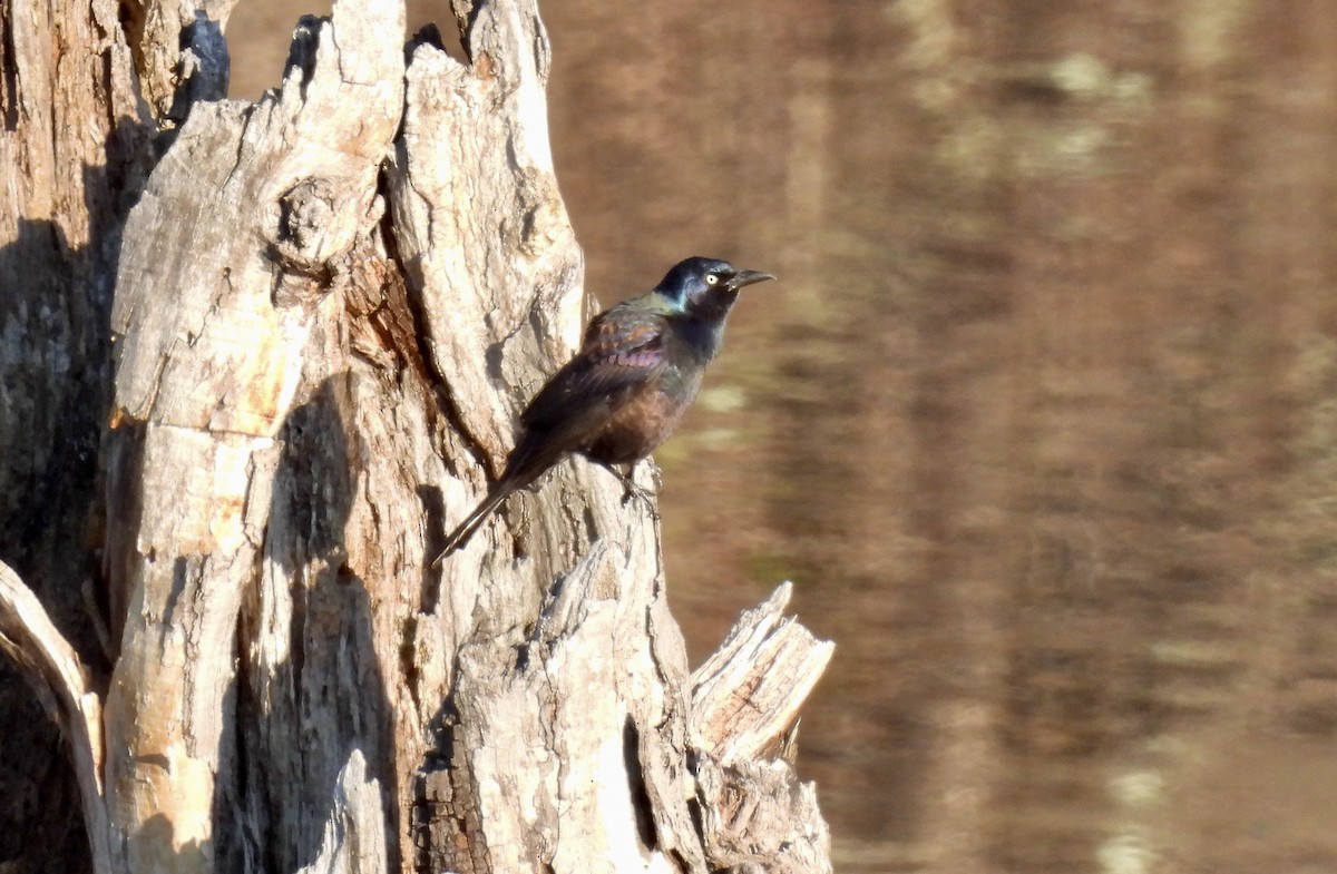 Pennsylvania Bird Atlas Checklist - 12 Mar 2024 - East Great Bend Swamp - 15 species