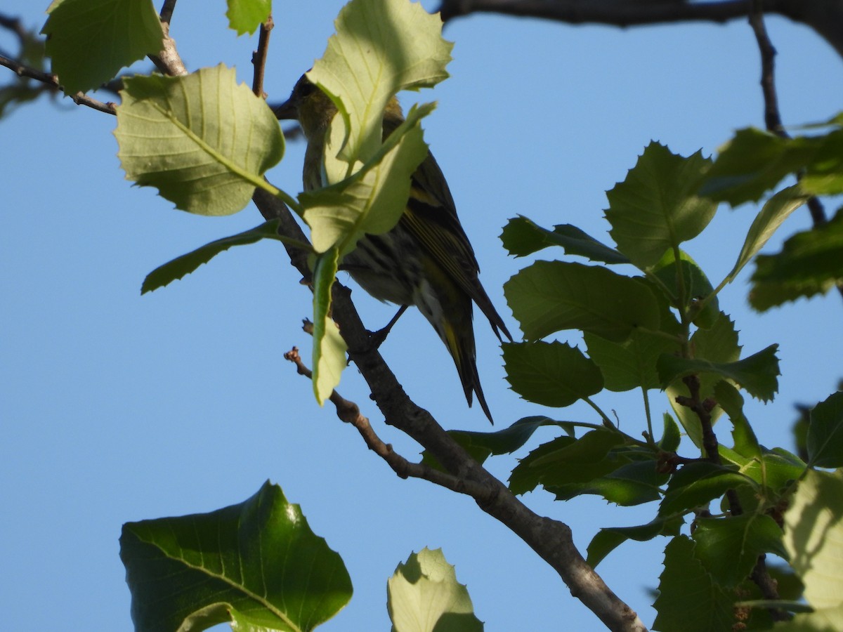 Israel Breeding Bird Atlas Checklist - 13 Mar 2024 - Dresner Park חורשת ...