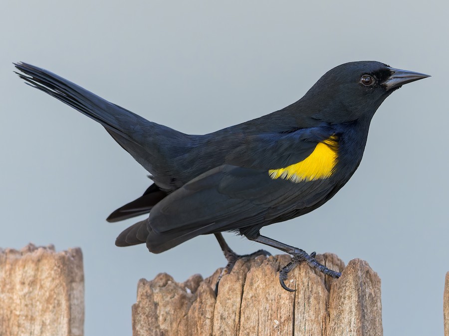 Yellow-shouldered Blackbird - eBird
