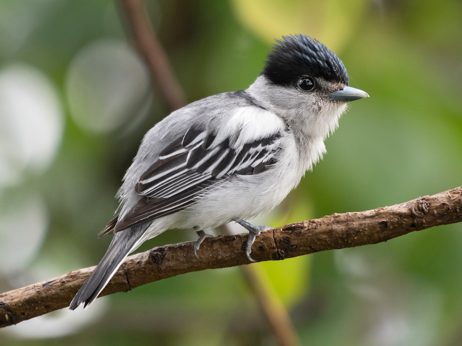 Grey-collared Becard - eBird
