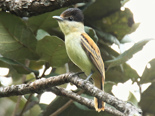 Gray-collared Becard - eBird