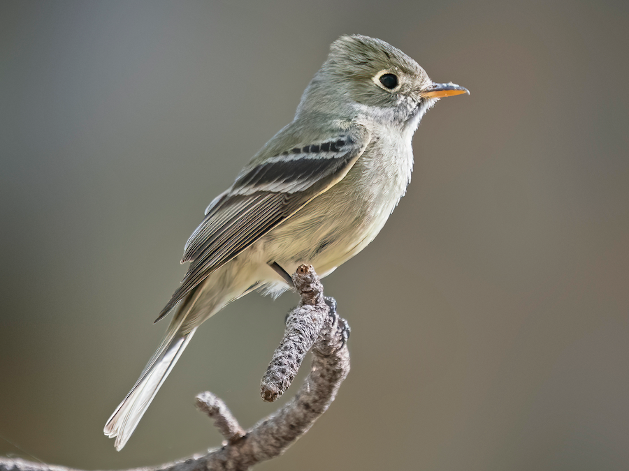 Pine Flycatcher - eBird