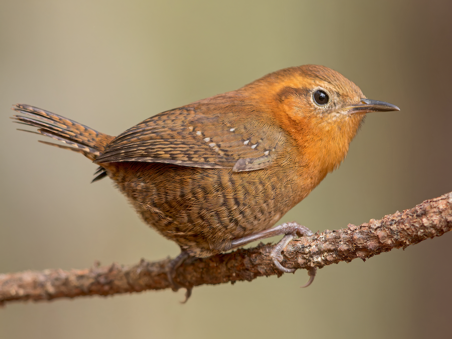 Rufous-browed Wren - eBird