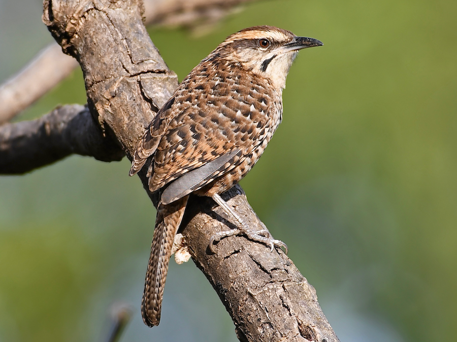 Spotted Wren - eBird